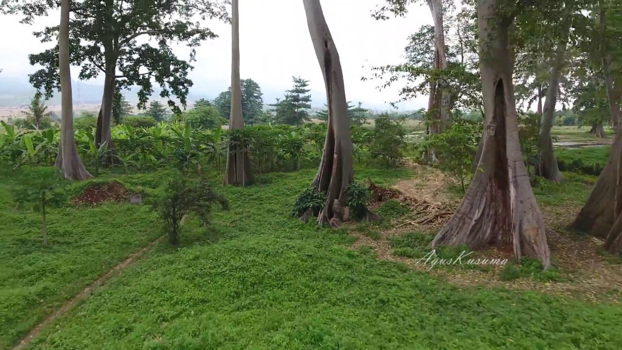 Terbang di area pohon purba, lombok timur - YouTube