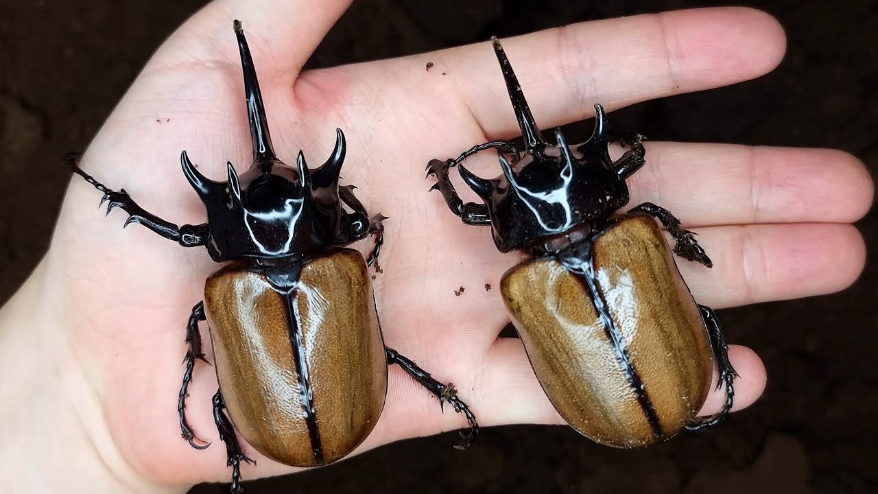 Do you know a beetle with five horns? Eupatorus Gracilicornis (Beetle ...
