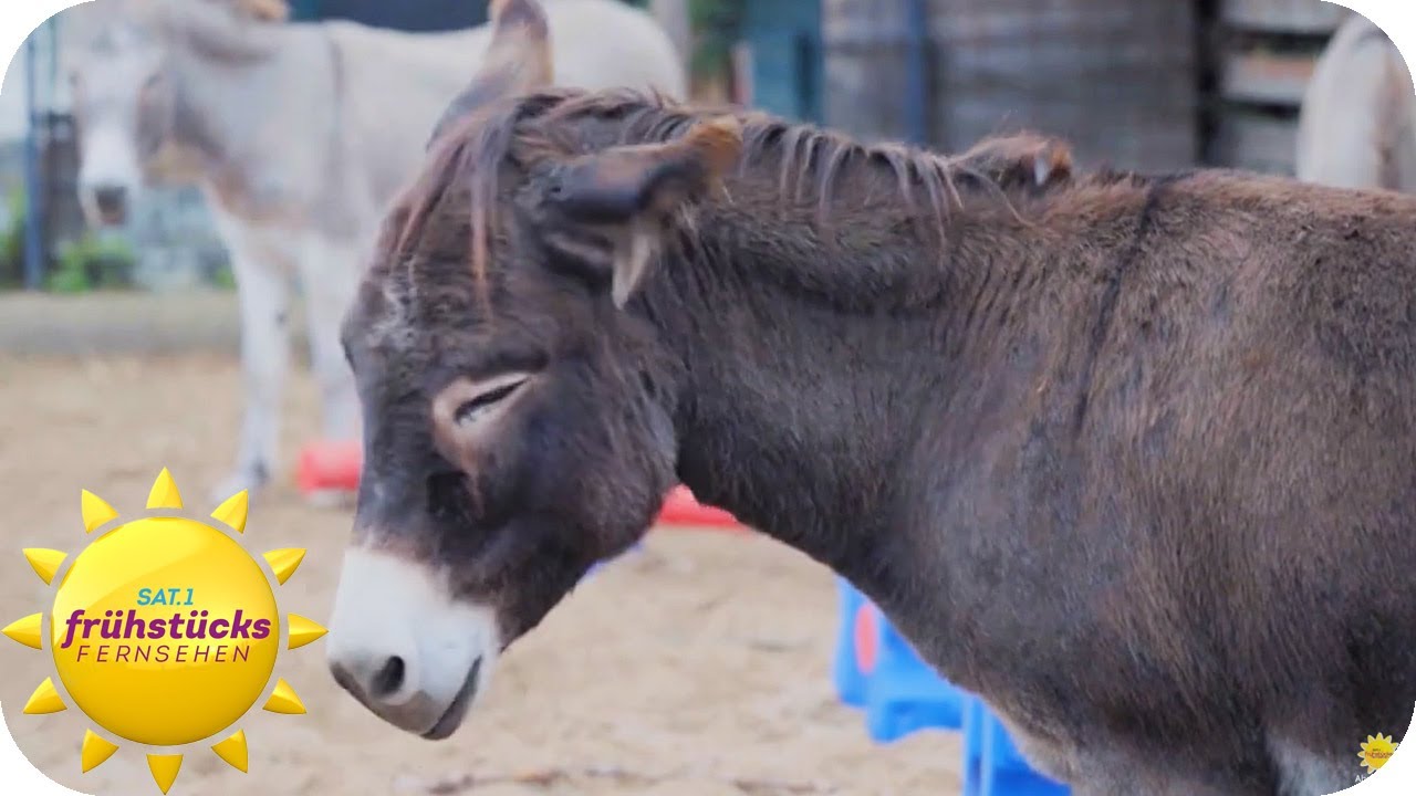 Esel für die Seele - diese Vierbeiner beruhigen viele Menschen | SAT.1 ...