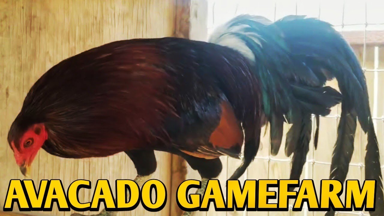 Beautiful Hatch - AVACADO FARM - YouTube