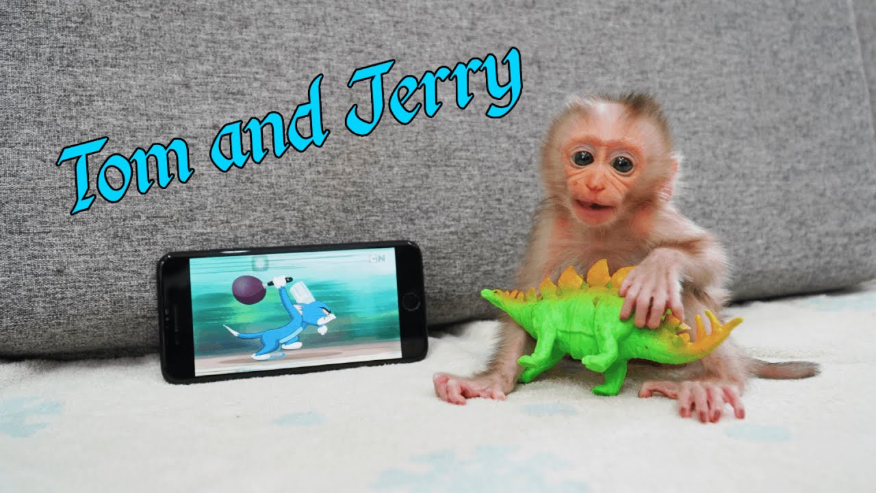 Monkey Sophia loves Tom & Jerry. | Monkey Sophia - YouTube