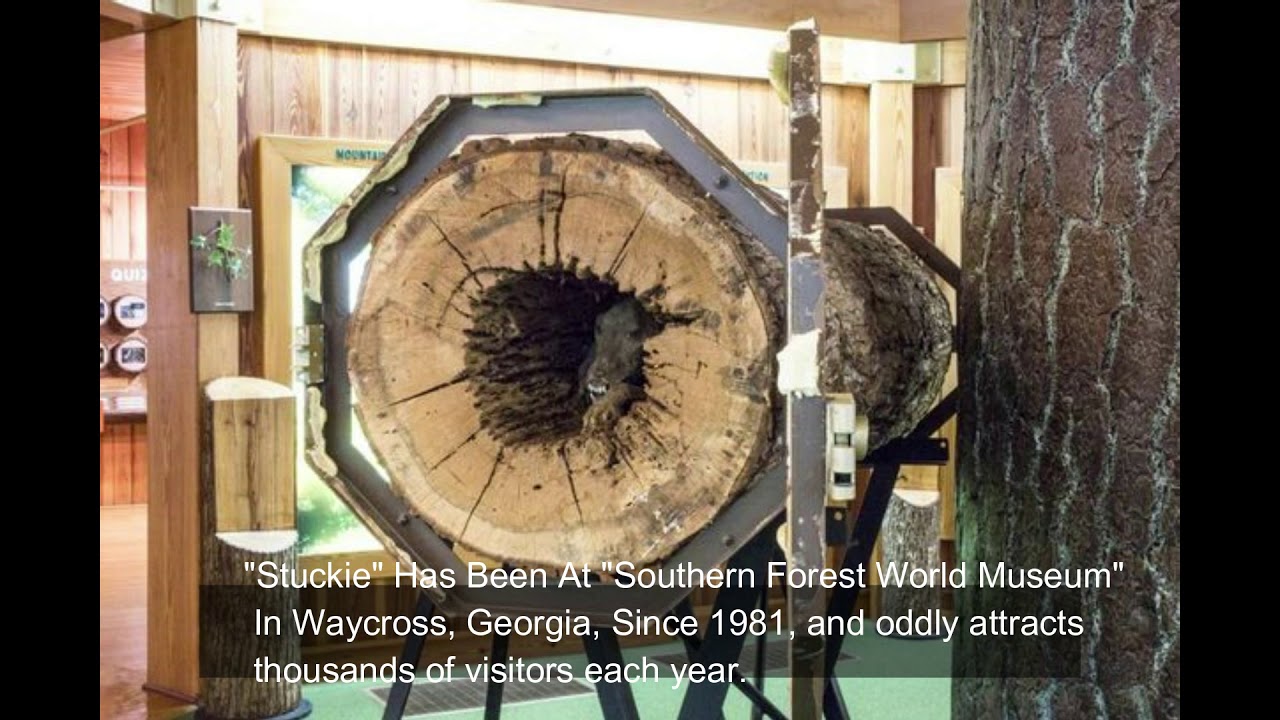 Dead Dog "Stuckie" Found Mummified Up Inside Hollow Tree - YouTube