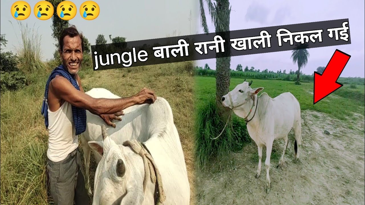 3 महीने की मेहनत बर्बाद हो गई 😢😢| Rani Khali Nikal Gayi #animal # ...