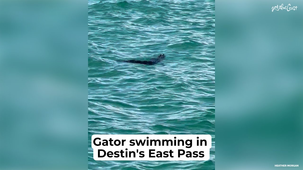 GATOR SWIMMING IN DESTIN'S EAST PASS - NEAR CRAB ISLAND - YouTube