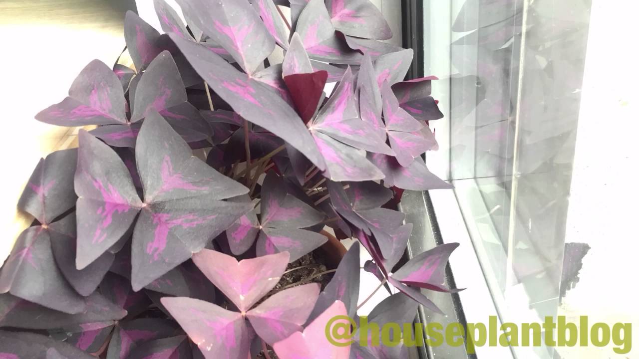 Oxalis opening time lapse - YouTube