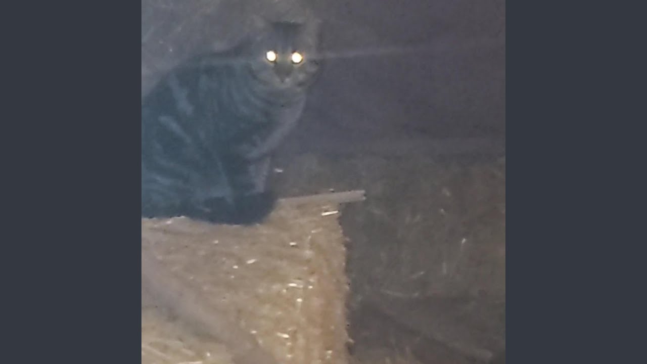 Lily Interlude (feat. Lily the Cat) - YouTube