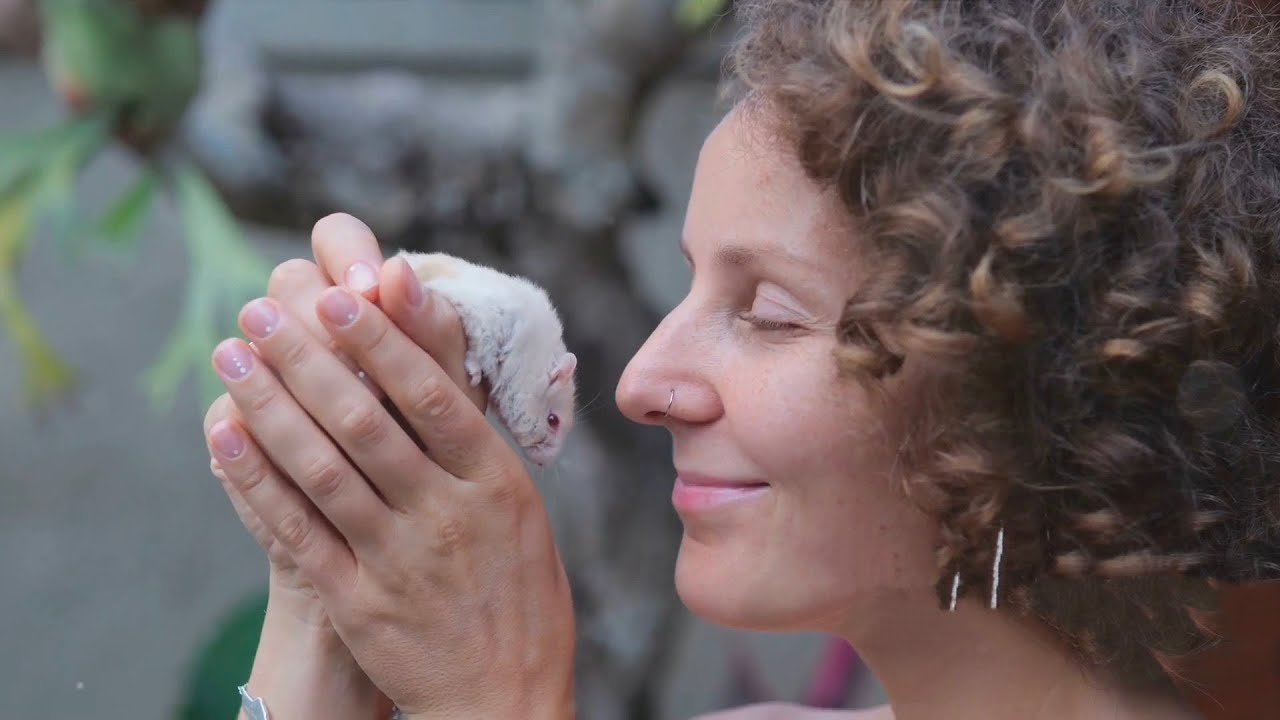 Hamster Haven: The Joys of Owning a Hamster - YouTube