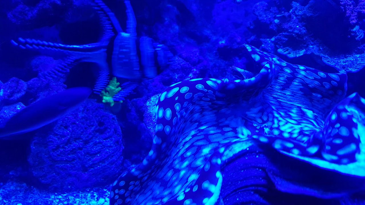 Clam spawning - YouTube