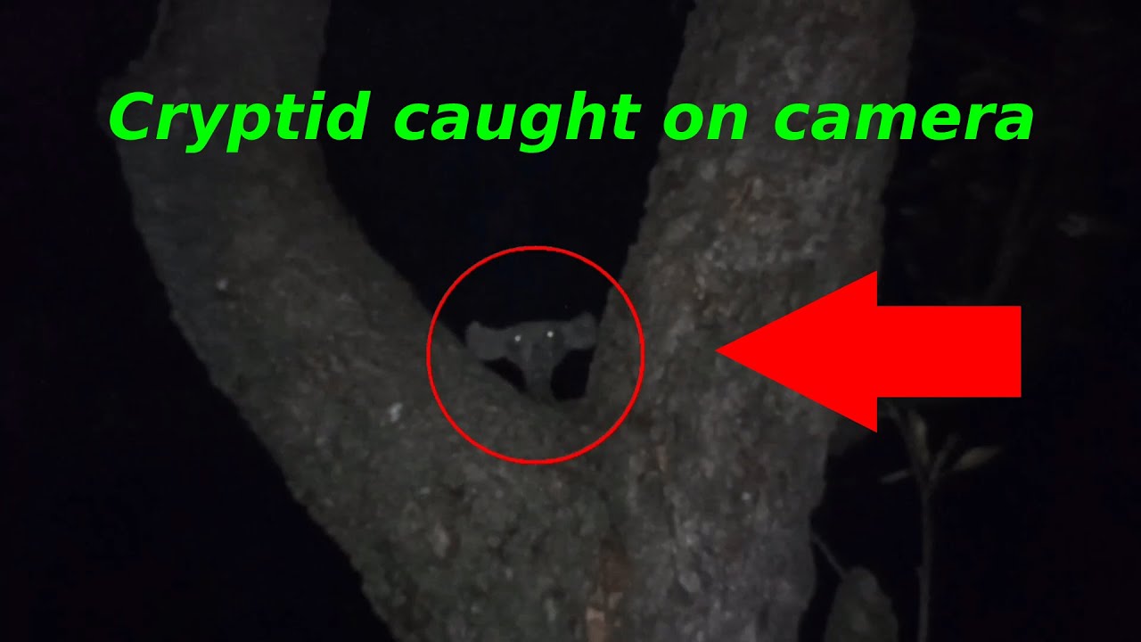 Cryptid behind a tree caught on camera! scary creature - YouTube