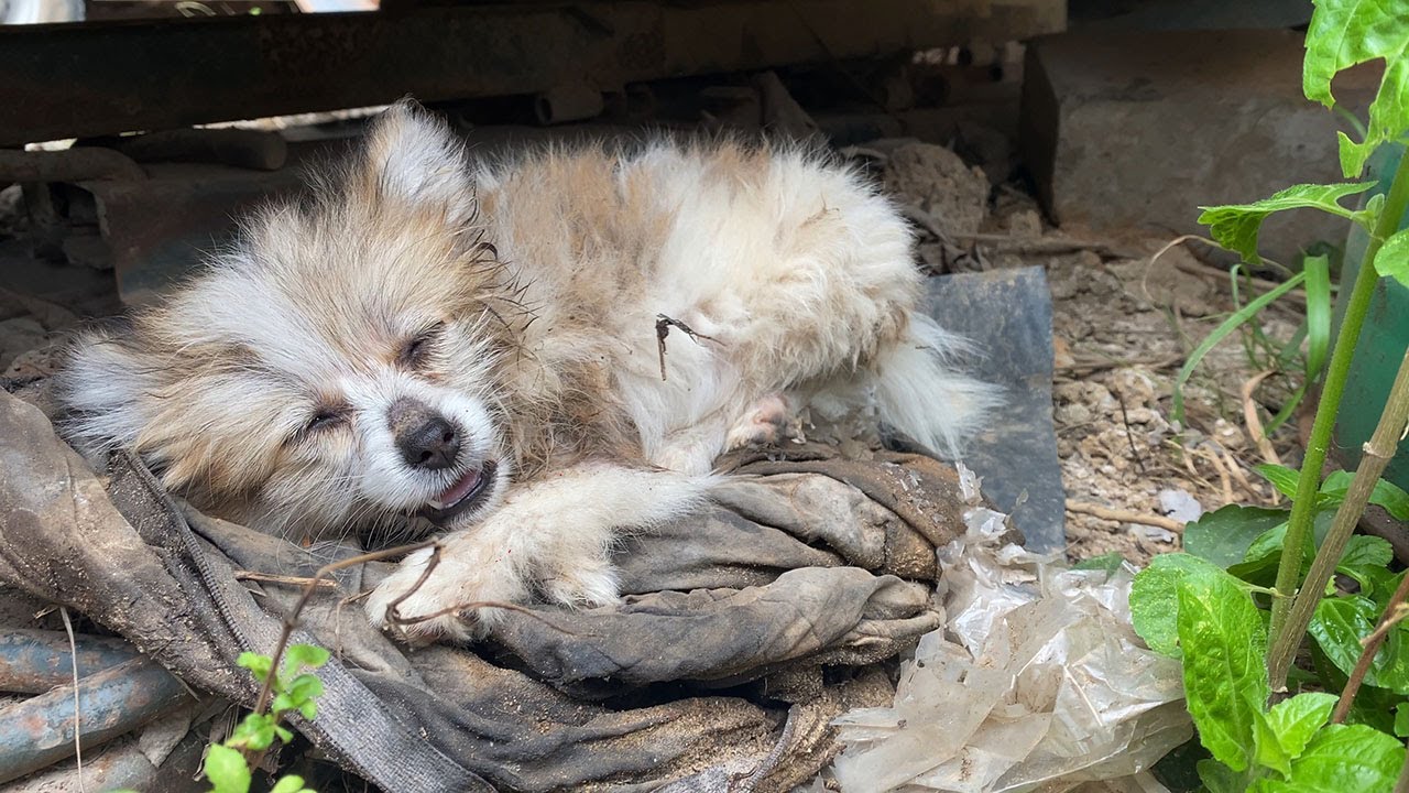 Dogs Giving Birth To Dead Puppies