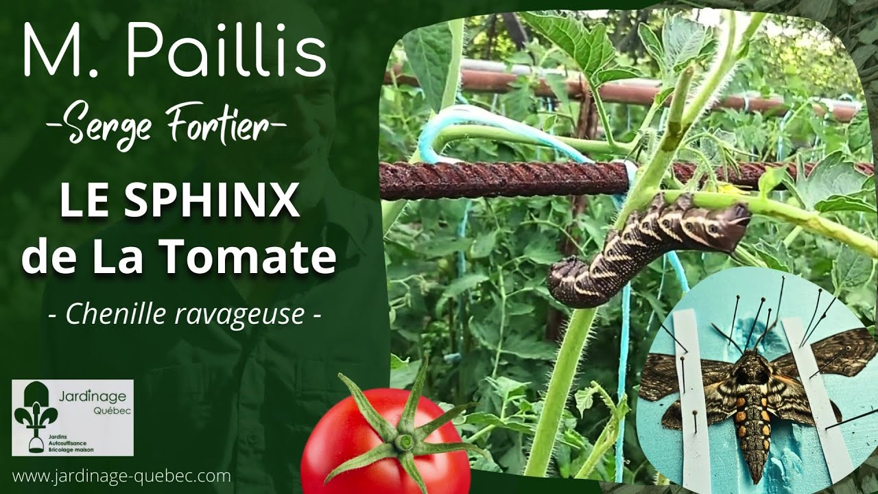 SPHINX DE LA TOMATE UNE CHENILLE RAVAGEUSE - LUTTE BIO AVEC SERGE FORTIER - YouTube