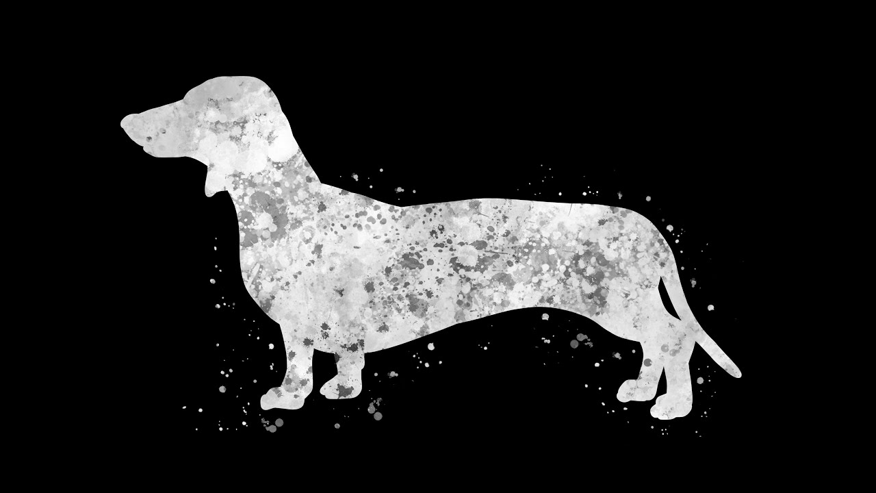 IVDD in Dachshunds - an introduction - YouTube