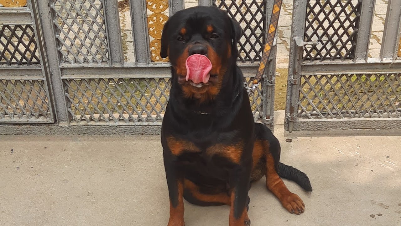 Rottweiler Puppies 9 Months