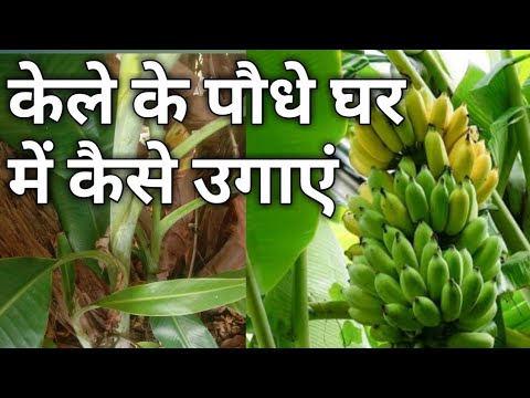 केले का पौधा घर पर कैसे उगाएं||How To Grow Banana Tree|| Kele Ke Paudhe ...