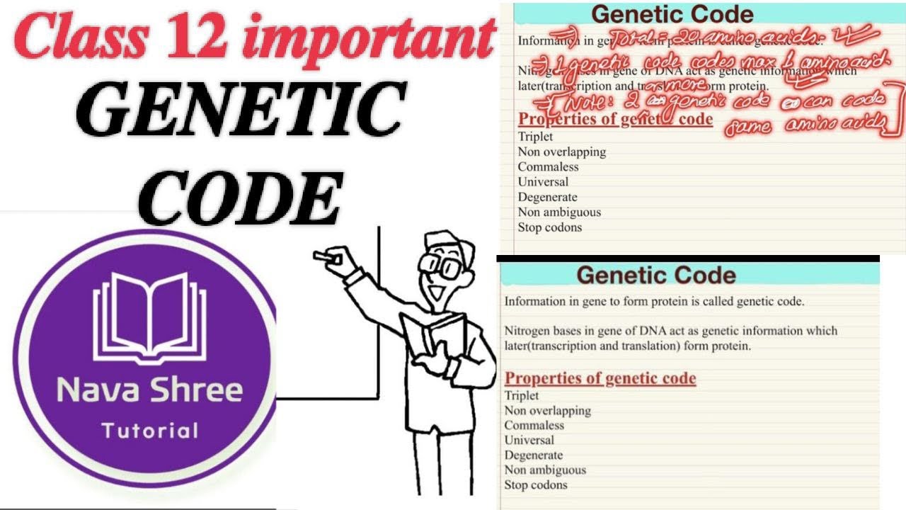 Genetic Code clear concept important for NEB 12 & CEE - YouTube