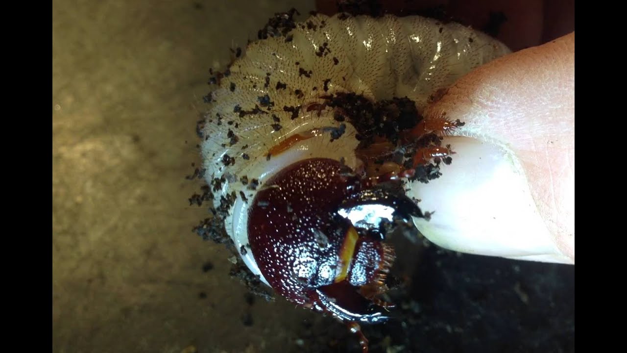 Dynastes hercules - Controlling larval growth - YouTube
