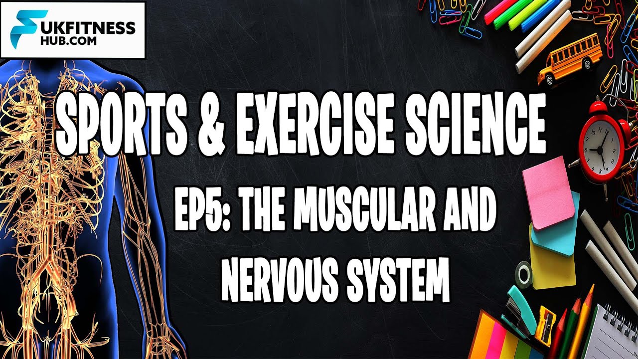 Sports and Exercise Science: EP5 The Muscular and Nervous System - YouTube