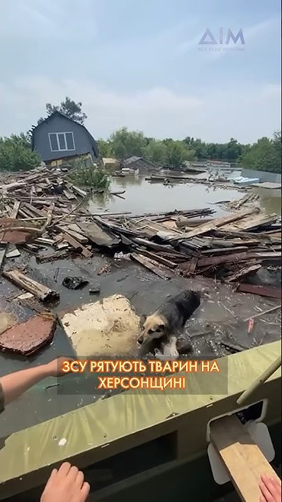 ЗСУ справжні герої Лише погляньте як вони рятують песиків на