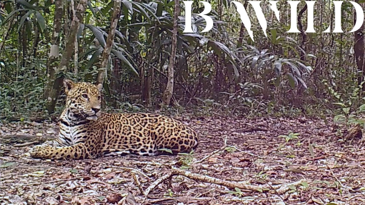 Mayan Jungle Wildlife | Jaguar, Tapir, Tayra, Ocelot, Peccary, Cougar ...