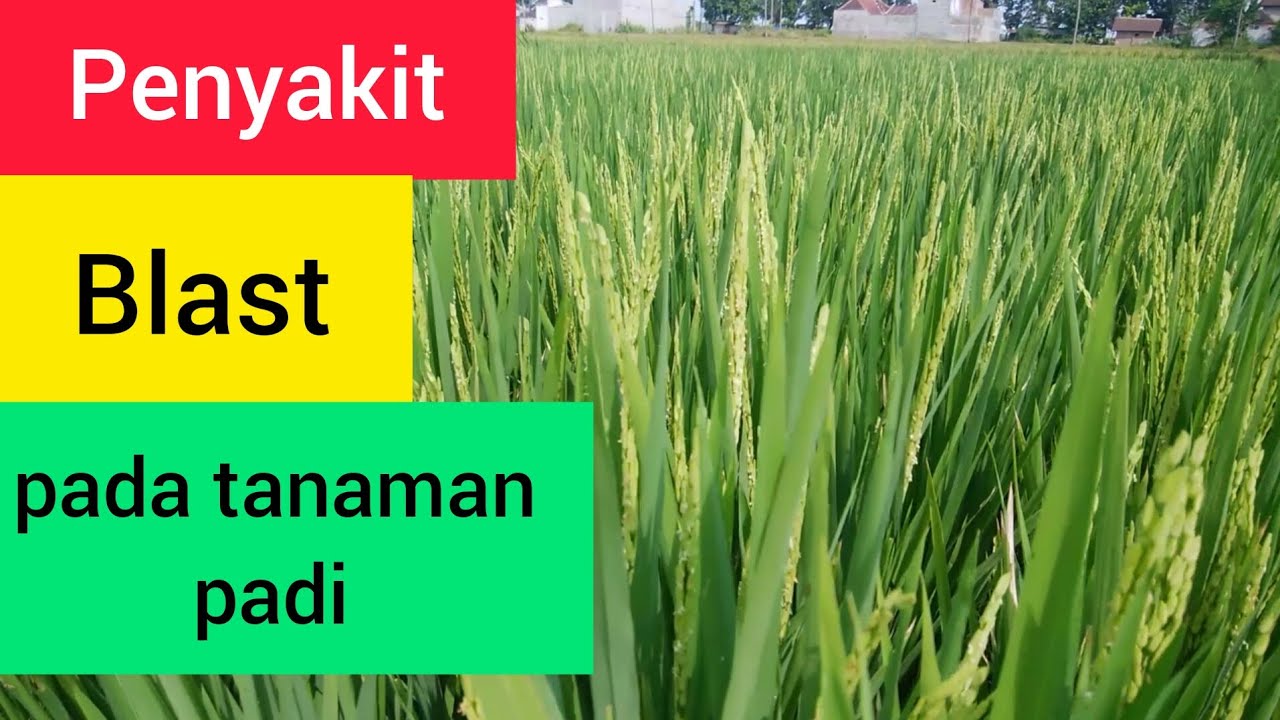 penyakit Blast pada tanaman padi - YouTube