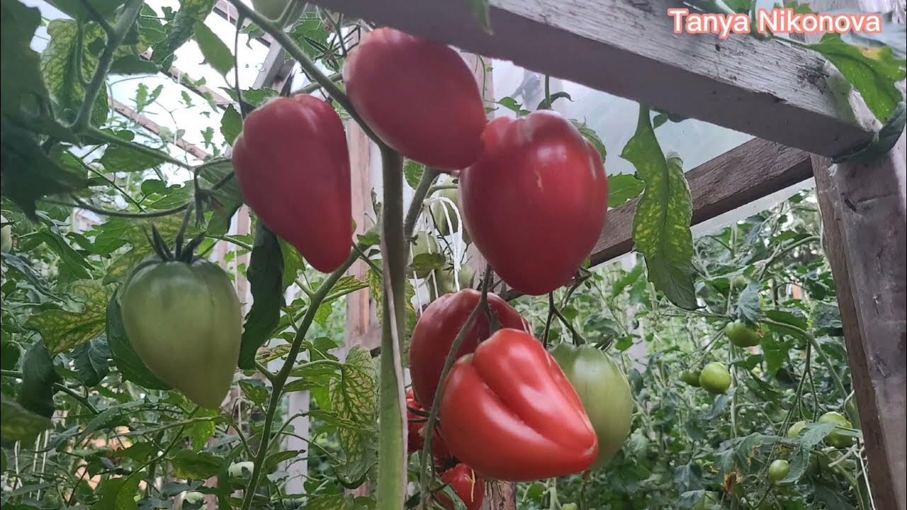 Томат МАЛИНОВАЯ НЕМЕЦКАЯ КЛУБНИКА 🍓. Томат КОЛХОЗНАЯ КОРОЛЕВА 👑. Томат ...