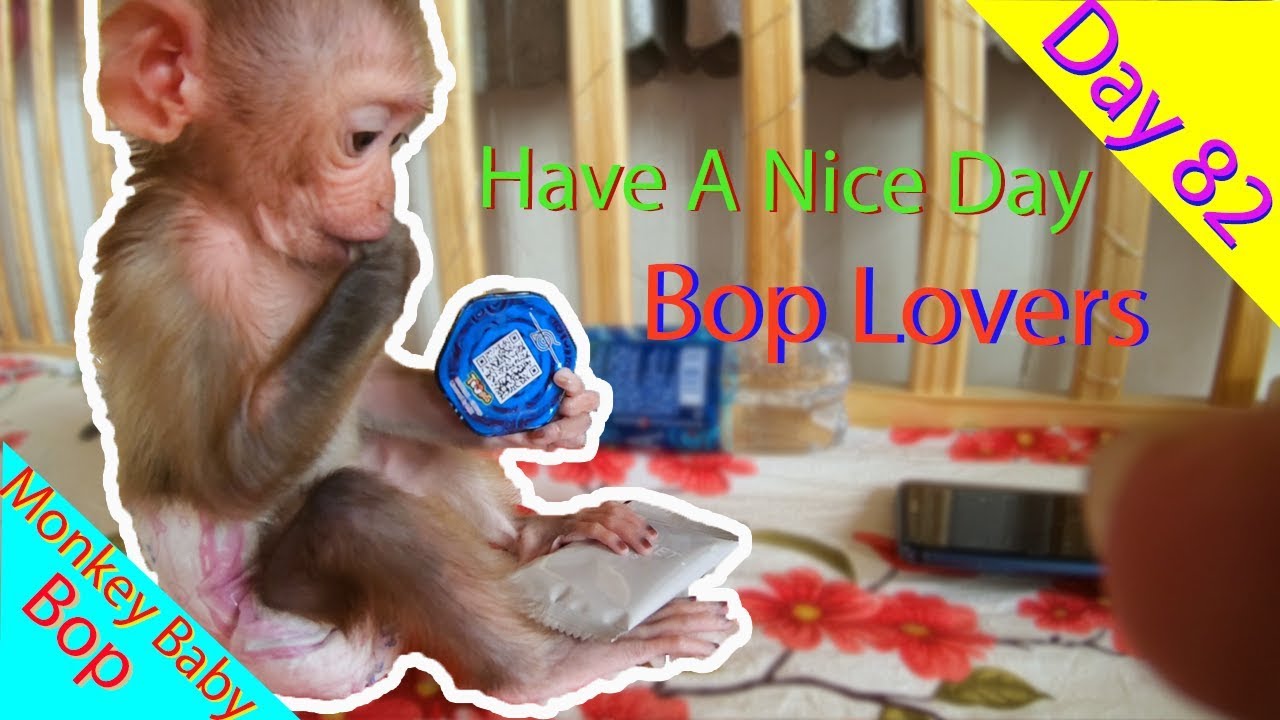 Monkey Baby Bop | Have a nice day ( Bop LOVERs ) - YouTube