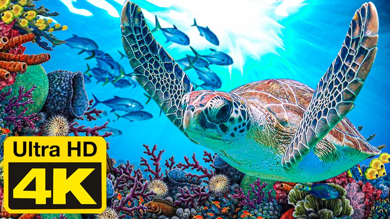 Stunning 4K Underwater footage + Relaxing Music | Rare & Colorful Sea ...