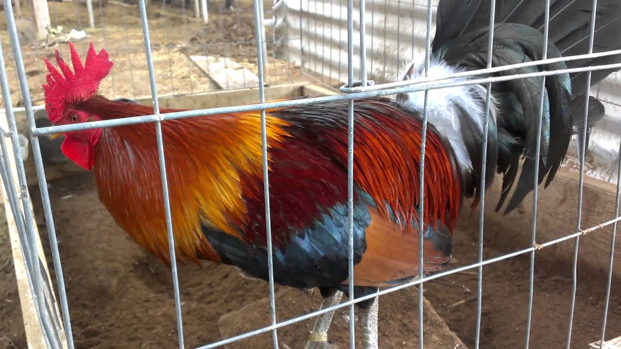 Repeater Hatch brood cock - YouTube