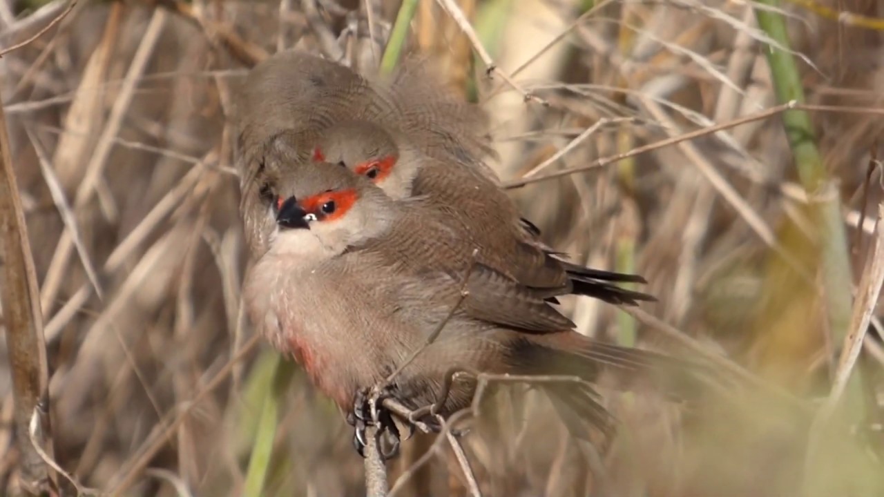 Estrilda Común (Estrilda astrild) - YouTube