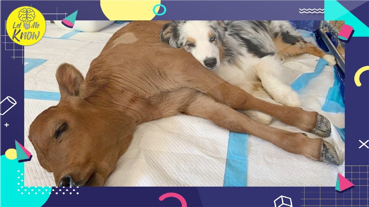 Sick baby cow lies on the ground all alone until dog comes to help ...