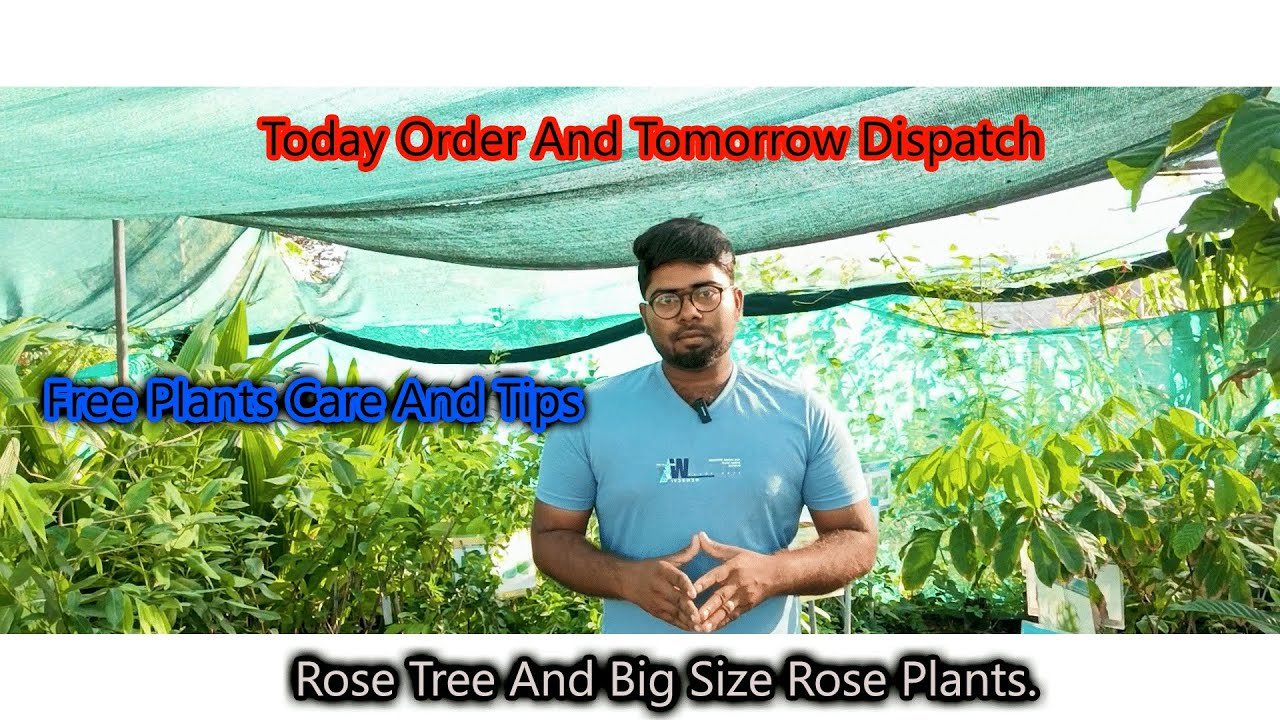 Rose Tree And Big Size Rose Plants || Free Plants Care And Tips ...