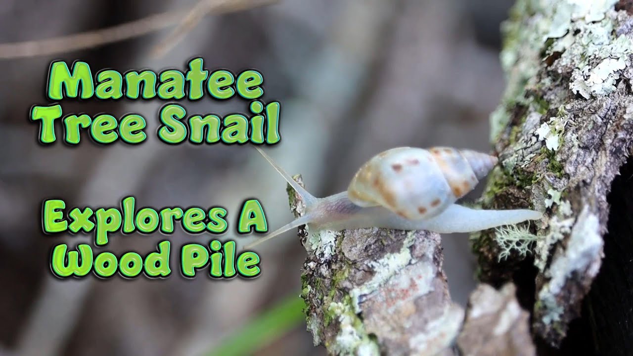 Manatee Tree Snail Explores The Wood Pile - YouTube