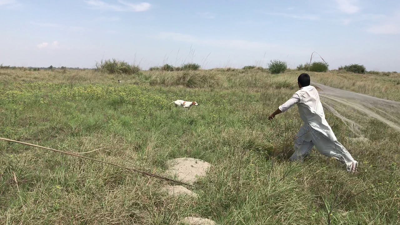 pakistan pointer hunting net legal english pointer - YouTube