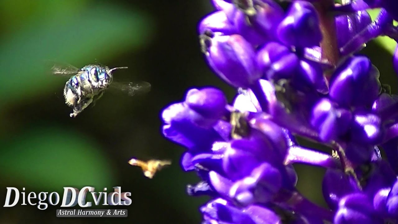 Euglossa hyacinthina (Apidae) Euglossini orchid bees, abelha azul - YouTube
