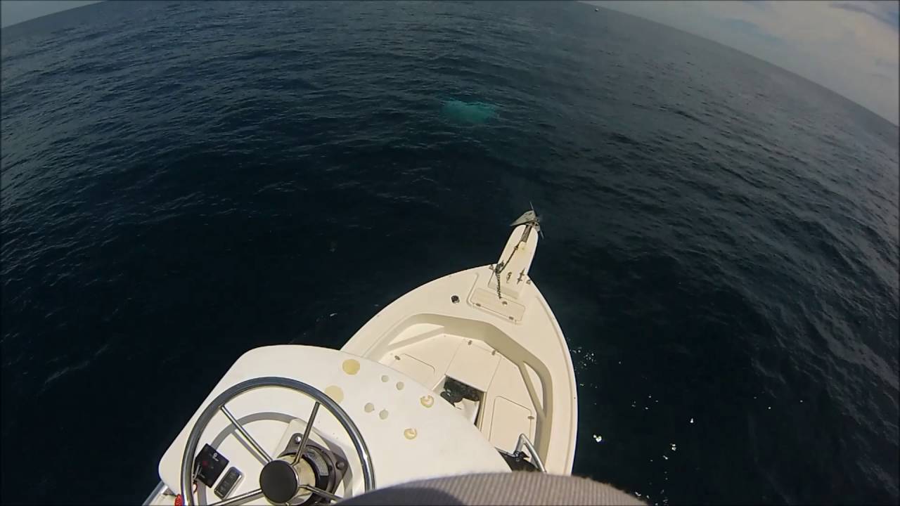 A Day with the Rays - Cobia Fishing - Port Canaveral - YouTube