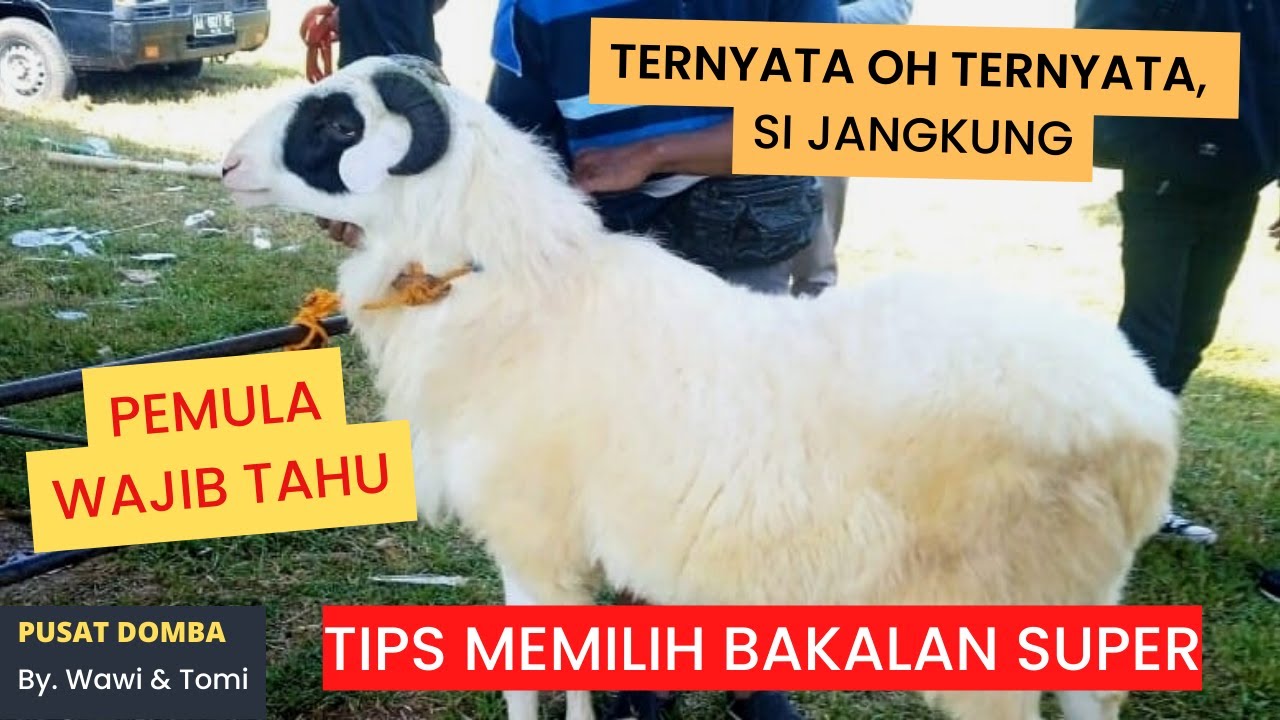 TIPS MEMILIH BAKALAN DOMBA SUPER ISTIMEWA DARI PAK TRIS - YouTube
