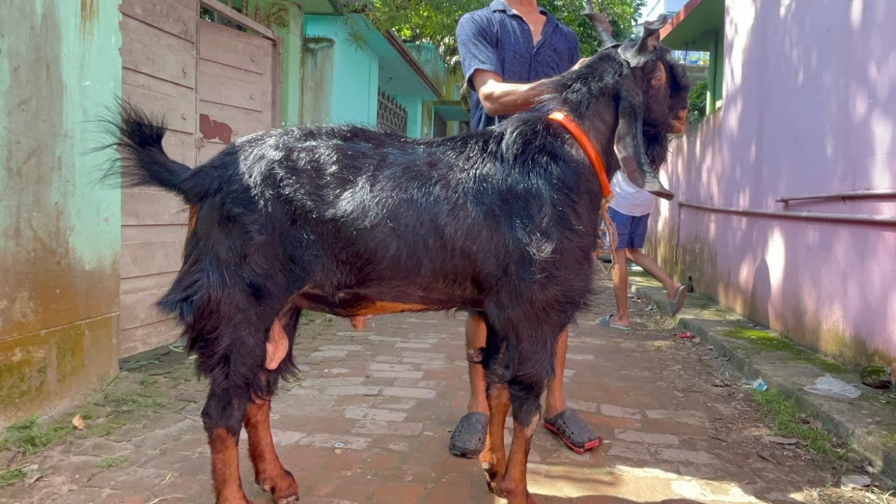 The Biggest goat of Chowdhuryhat👑👑SHAHENSHAH👑👑শাহেনশাহ 👑 মনসা পূজার ...