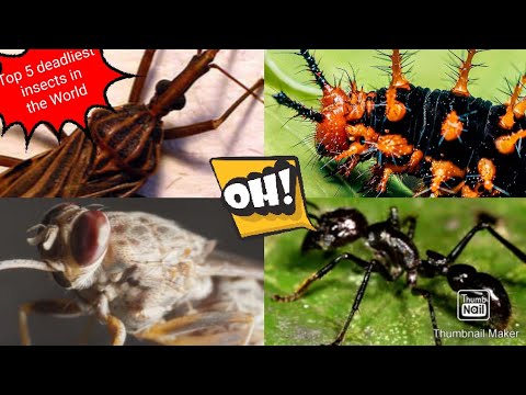 |Top 5| Deadliest Insects In The World| - YouTube