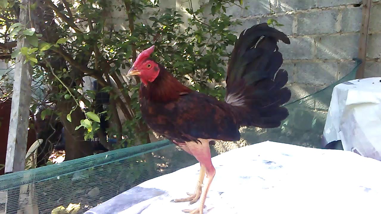 La rafaga moatrando su belleza - YouTube