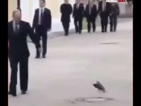 Putin'e selam veren güvercin