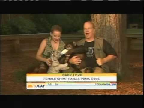 Anjana The Chimpanzee on the "Today Show ". - YouTube