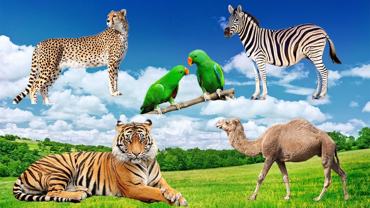 Learn about familiar animals around us: parrot, camel, tiger, cheetah ...