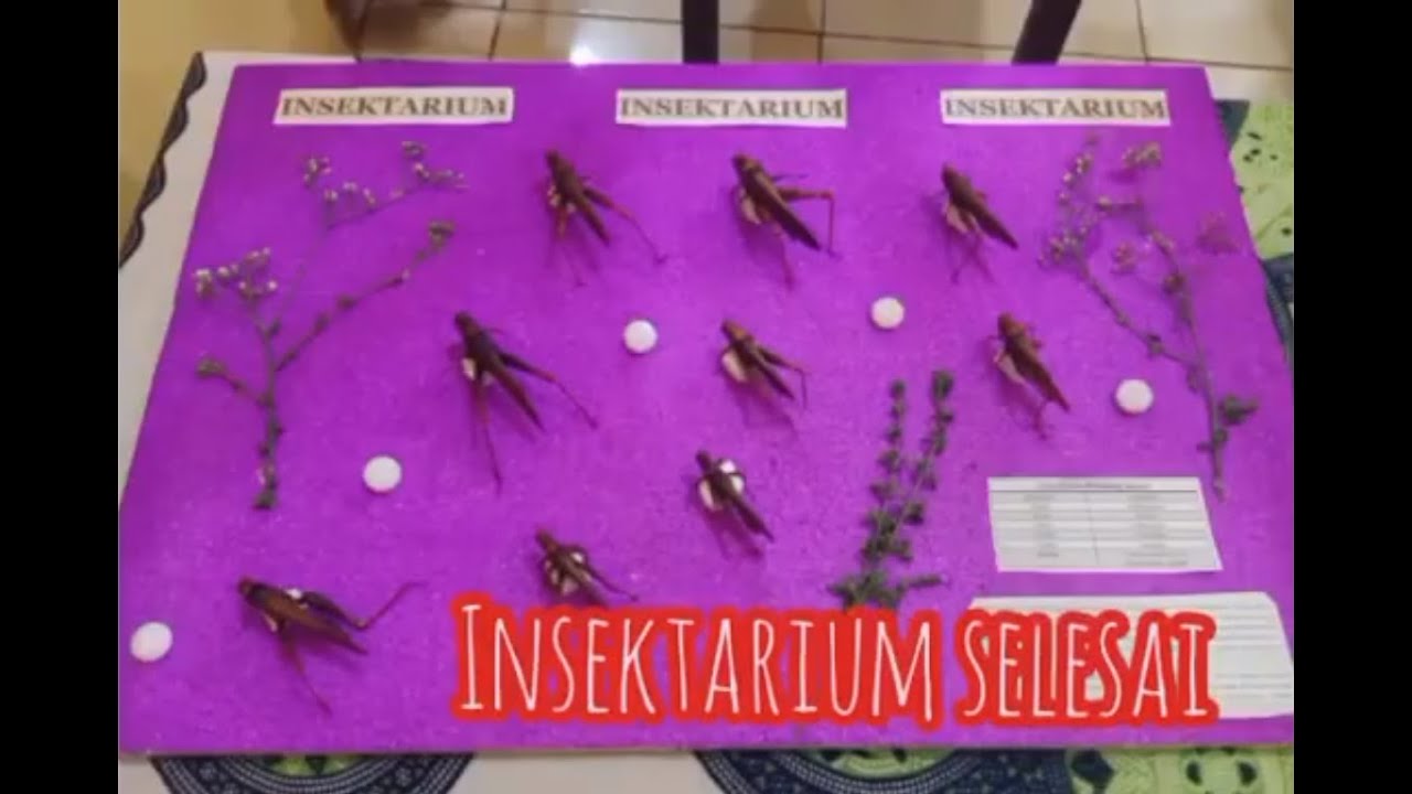 [MK Entomologi] Pembuatan Insektarium Belalang Kayu (Valanga ...