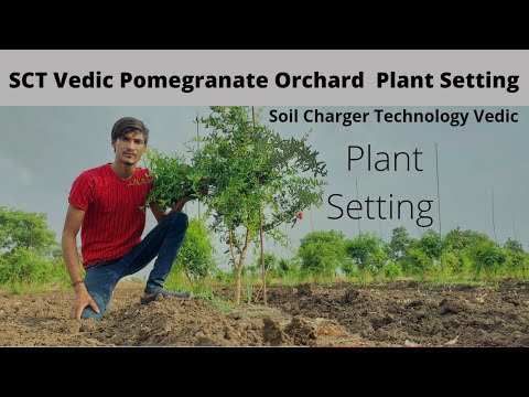 SCT Vedic _ Pomegranate Orchard Plant Setting || Soil Charger ...