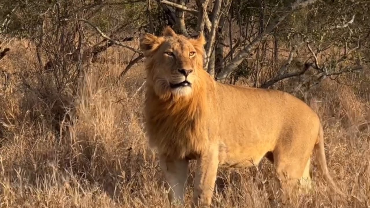 Monwana Lion Pride Trailing Buffalo Herd | 22 August 2024 - YouTube