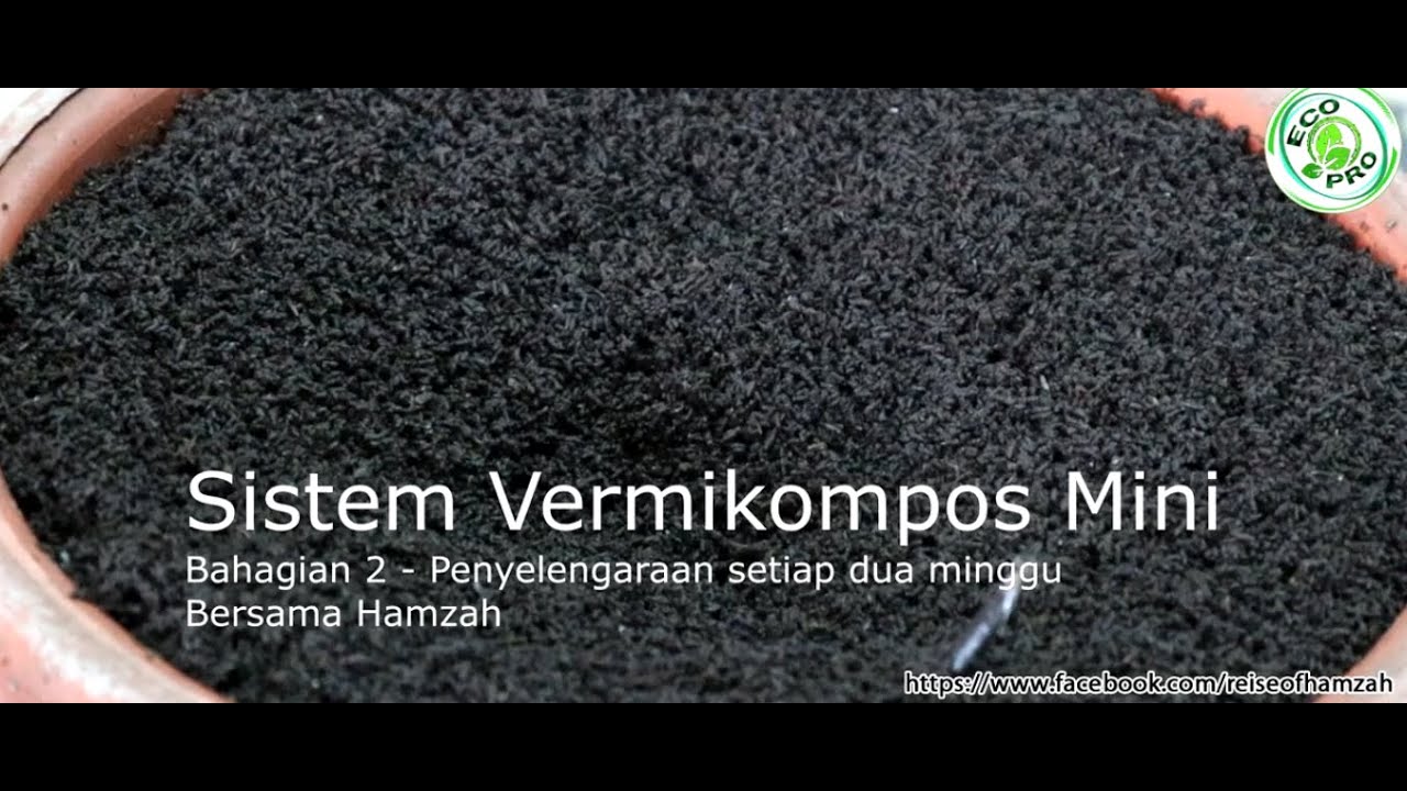 Video Vermikompos Mini Bahagian 2/3 - YouTube