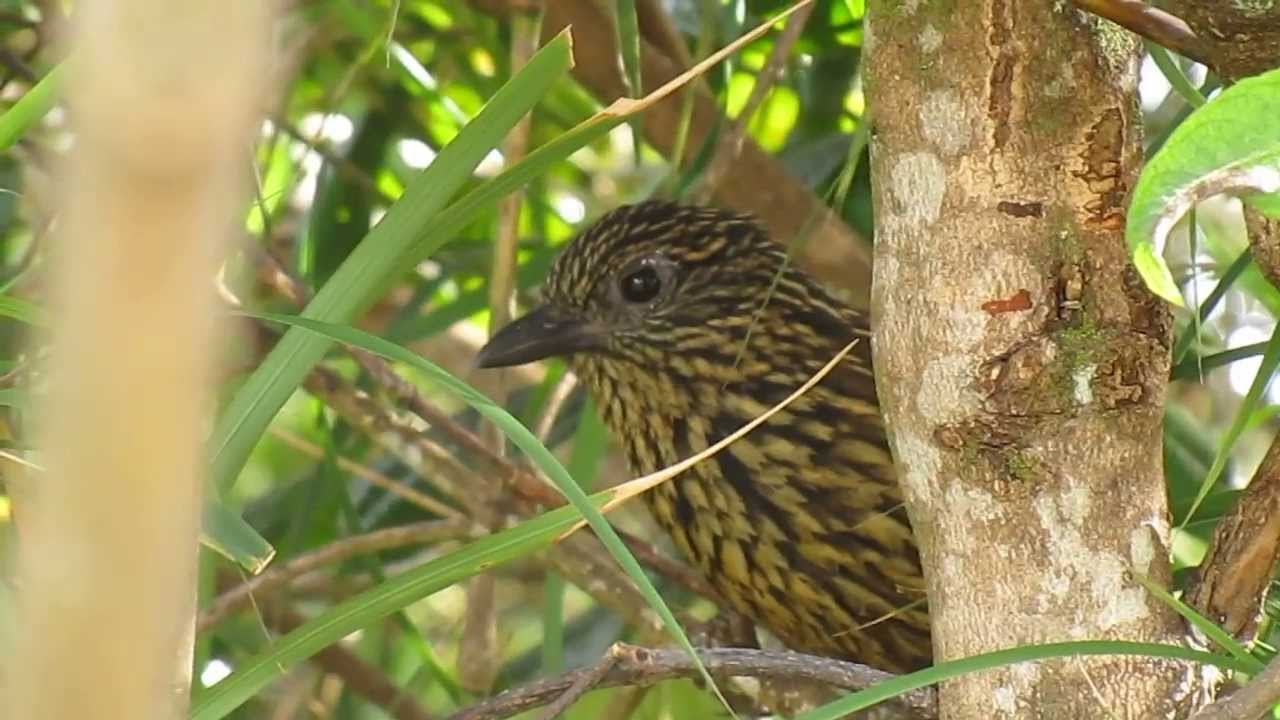 Flammulated Treehunter Thripadectes flammulatus 2 San Lorenzo Ridge ...