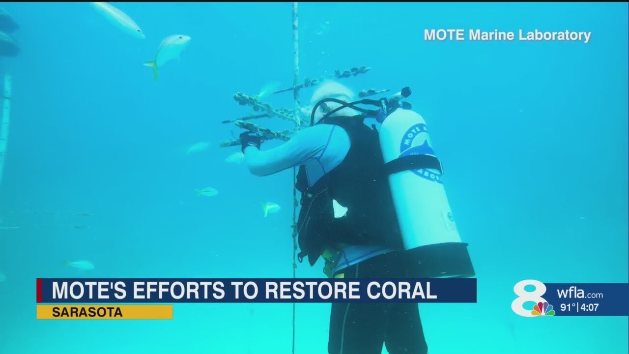 Veterans Restore Coral Reefs in Powerful Ocean Recovery Program - YouTube