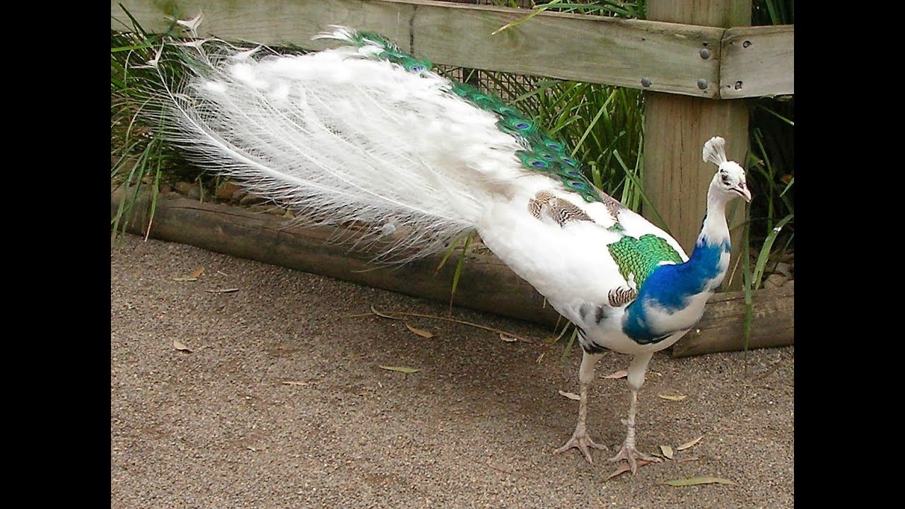 Peaccok | Green java | Peacock Voice | Mor | Peacock Sound | Zoo ...