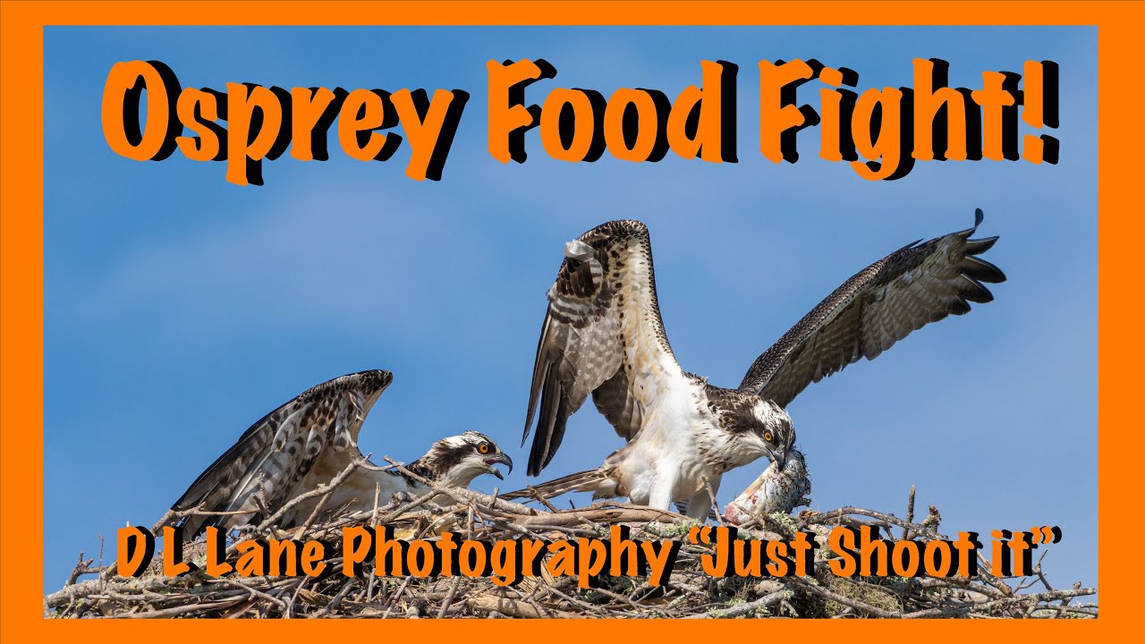 Osprey Food Fight! - YouTube